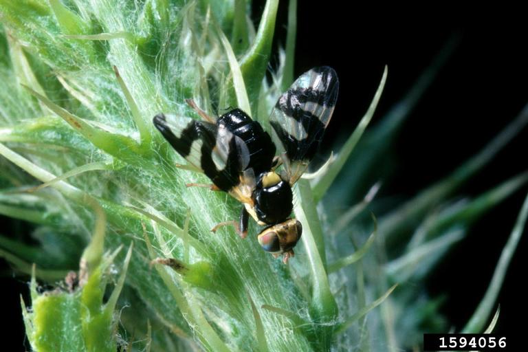 Canada thistle stem-gall fly (Urophora cardui)