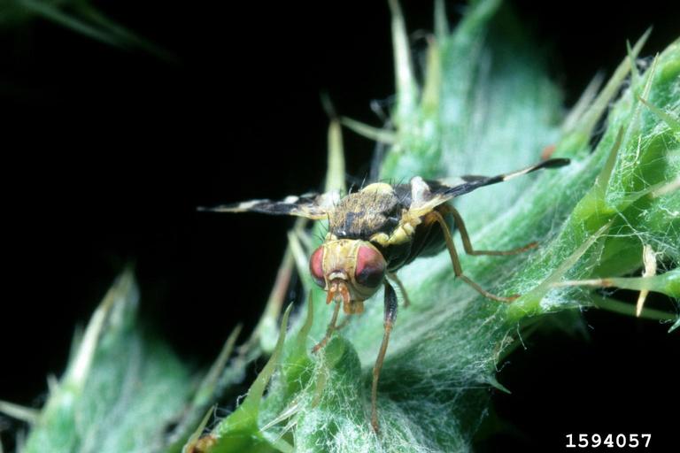 Canada thistle stem-gall fly (Urophora cardui (Linnaeus, 1758))