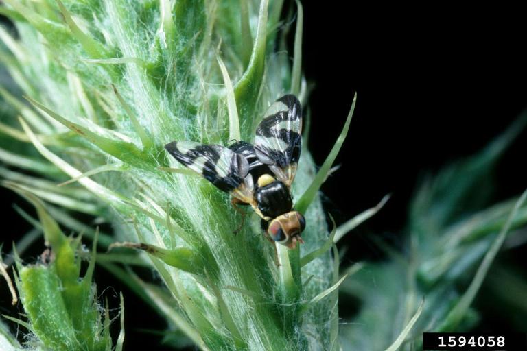 Canada thistle stem-gall fly (Urophora cardui)