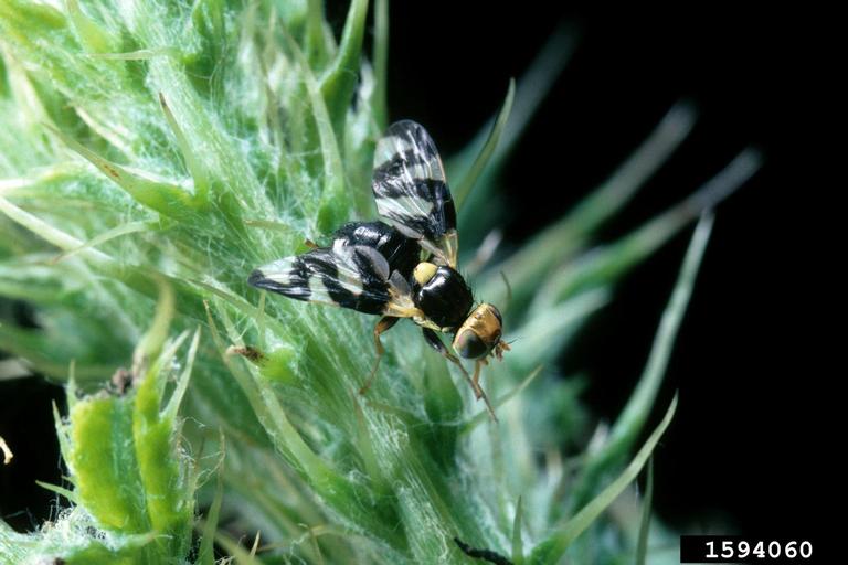 Canada thistle stem-gall fly (Urophora cardui)