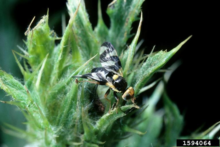 Canada thistle stem-gall fly (Urophora cardui (Linnaeus, 1758))