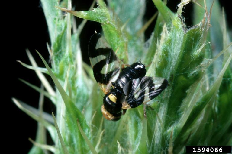 Canada thistle stem-gall fly (Urophora cardui)