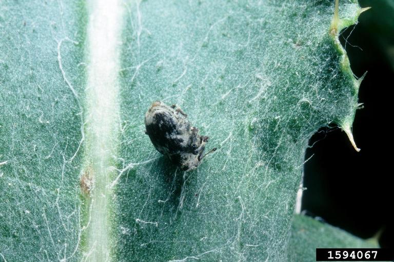 Canada thistle stem mining weevil (Ceutorhynchus litura (Fabricius, 1775))