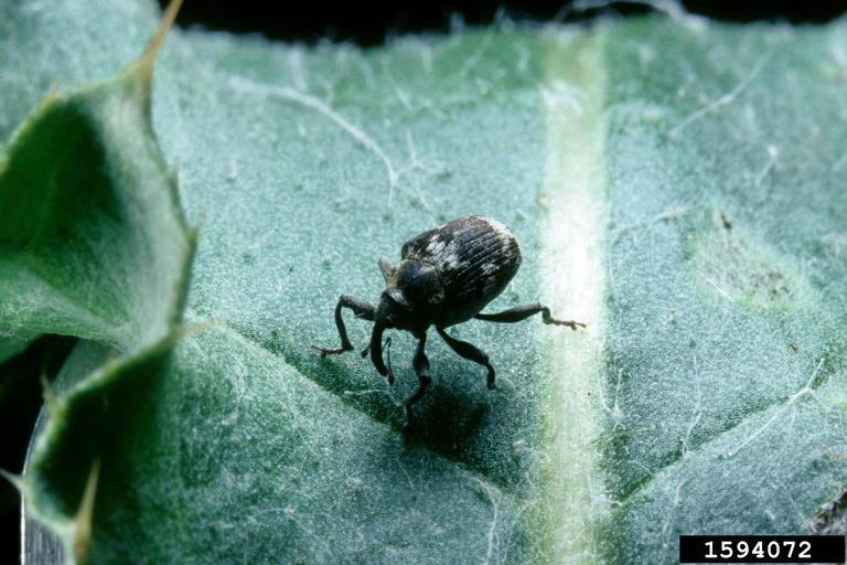Canada thistle stem mining weevil (Ceutorhynchus litura (Fabricius, 1775))