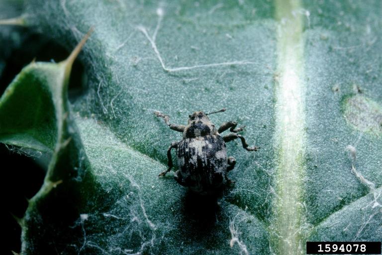 Canada thistle stem mining weevil (Ceutorhynchus litura (Fabricius, 1775))