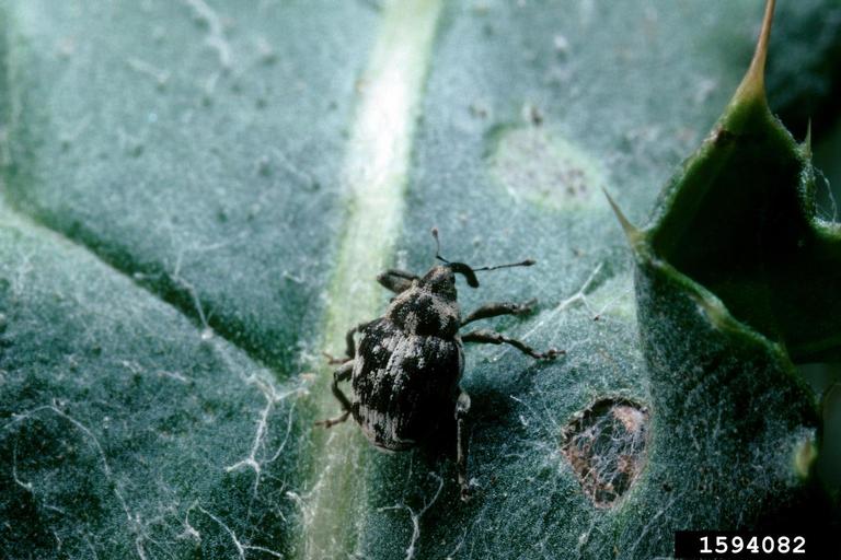 Canada thistle stem mining weevil (Ceutorhynchus litura (Fabricius, 1775))