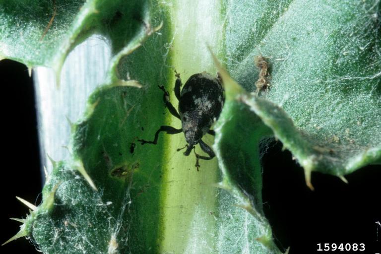 Canada thistle stem mining weevil (Ceutorhynchus litura (Fabricius, 1775))
