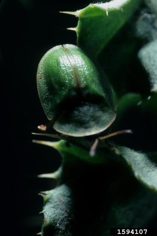 thistle tortoise beetle (Cassida rubiginosa)