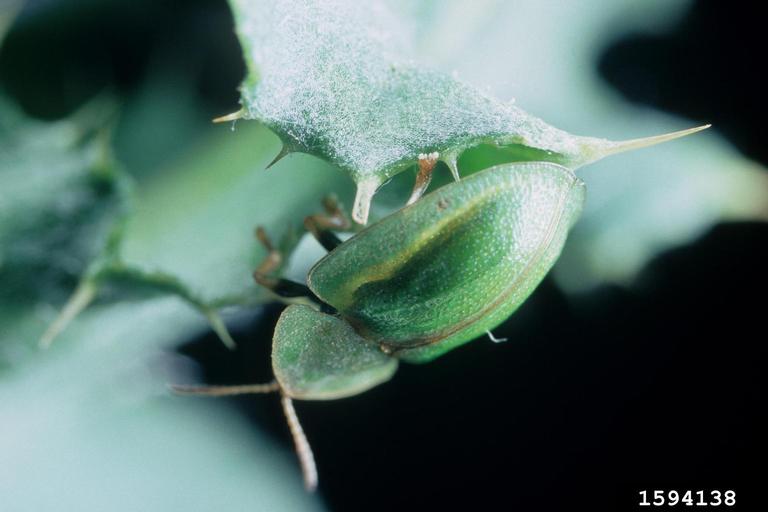 thistle tortoise beetle (Cassida rubiginosa)
