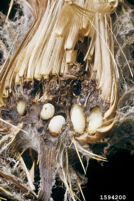 musk thistle head weevil (Rhinocyllus conicus)