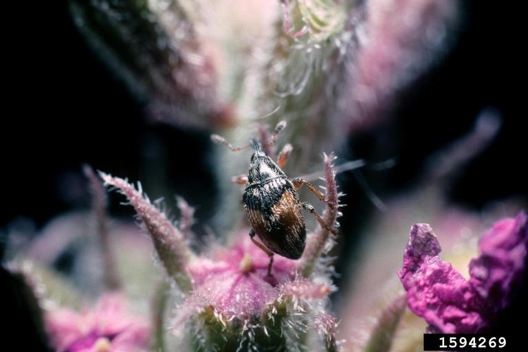 flower feeding weevil (Nanophyes marmoratus (Goeze, 1777))