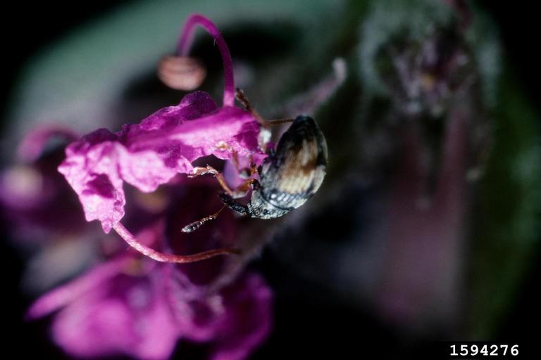 flower feeding weevil (Nanophyes marmoratus)