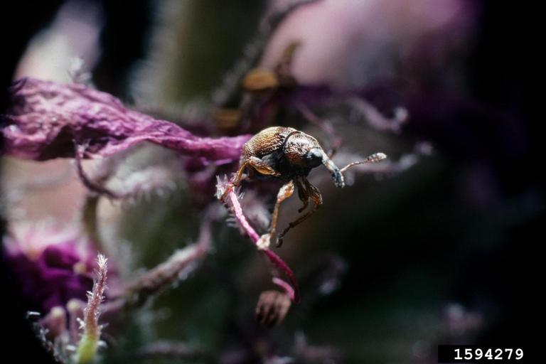 flower feeding weevil (Nanophyes marmoratus (Goeze, 1777))