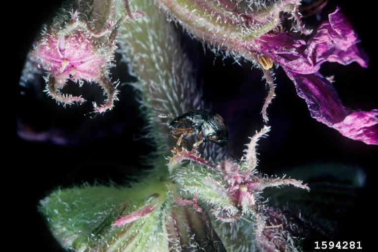 flower feeding weevil (Nanophyes marmoratus ) on purple loosestrife ...