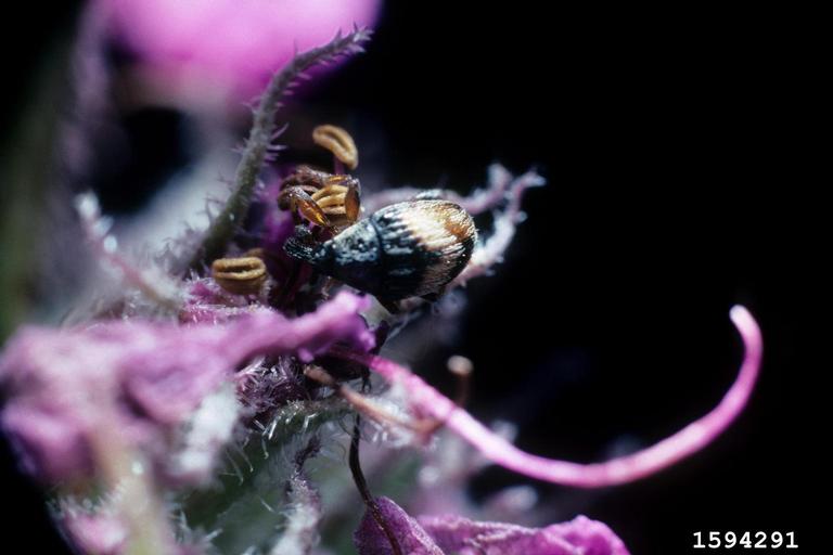 flower feeding weevil (Nanophyes marmoratus ) on purple loosestrife ...