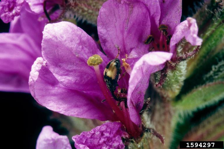 flower feeding weevil (Nanophyes marmoratus)