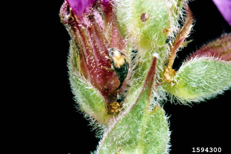 flower feeding weevil (Nanophyes marmoratus ) on purple loosestrife ...