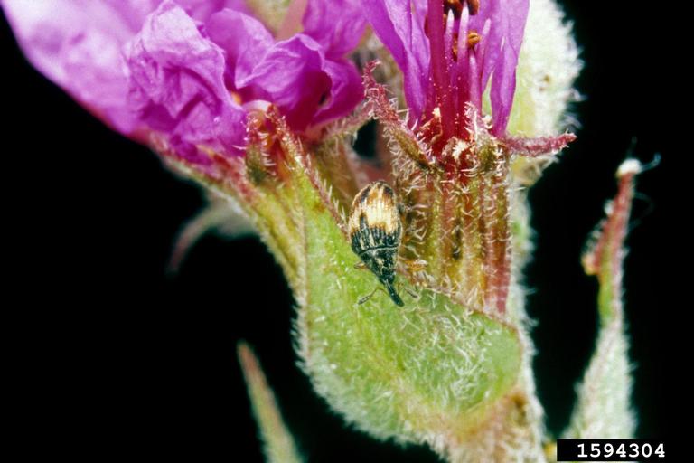 flower feeding weevil (Nanophyes marmoratus) (Nanophyes marmoratus ) on ...