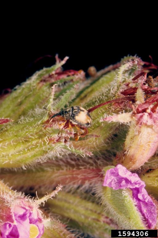 flower feeding weevil (Nanophyes marmoratus (Goeze, 1777))
