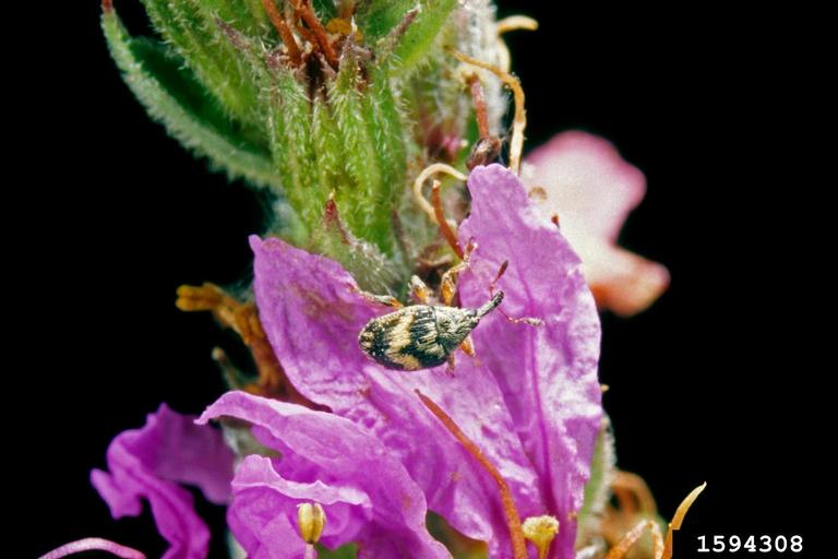 flower feeding weevil (Nanophyes marmoratus ) on purple loosestrife ...