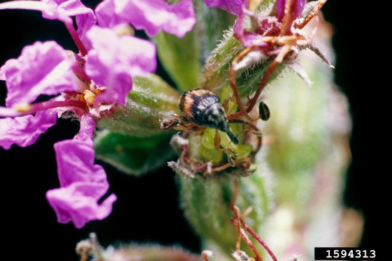 flower feeding weevil (Nanophyes marmoratus ) on purple loosestrife ...