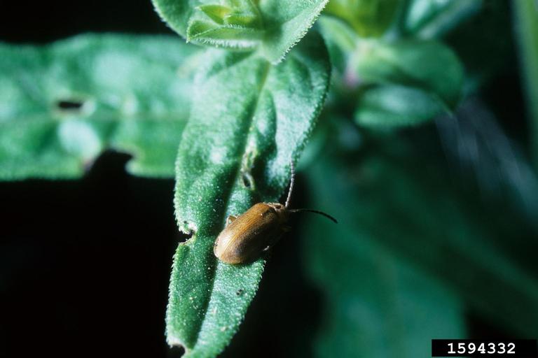 black-margined loosestrife beetle (Galerucella calmariensis (Linnaeus ...