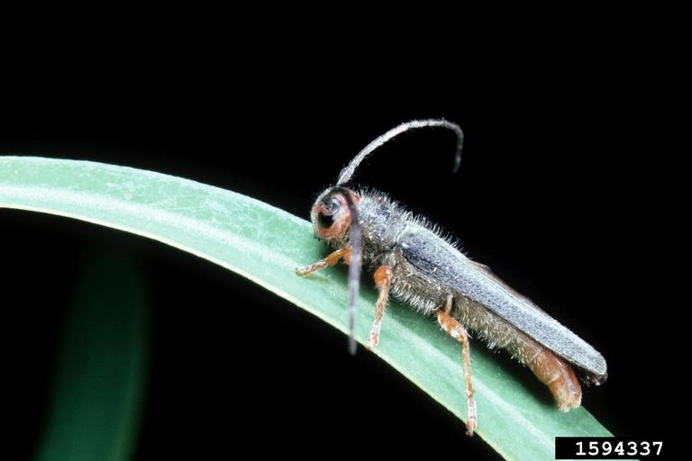 leafy spurge stem boring beetle (Oberea erythrocephala bicolor)
