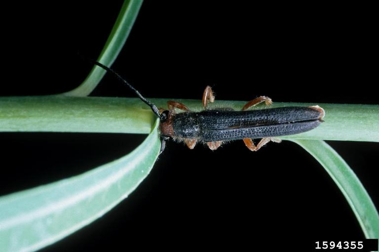 Tortricid moth (Lobesia euphorbiana)