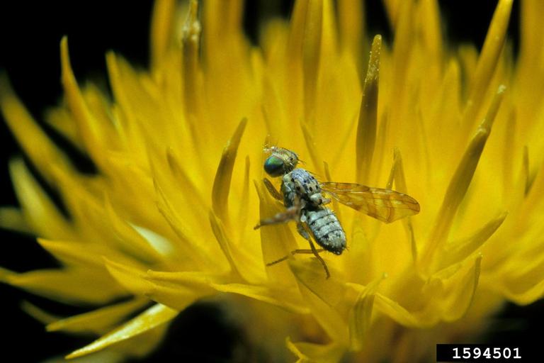 false peacock fly (Chaetorellia succinea (Costa, 1844))