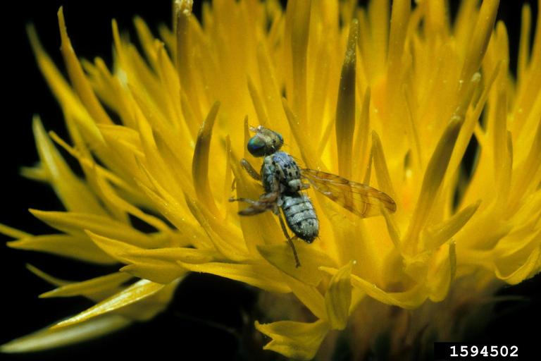 false peacock fly (Chaetorellia succinea)