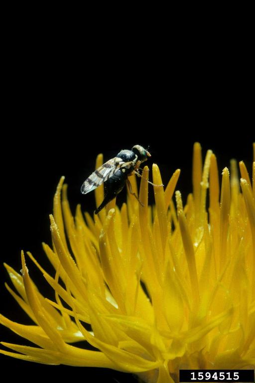 false peacock fly (Chaetorellia succinea)