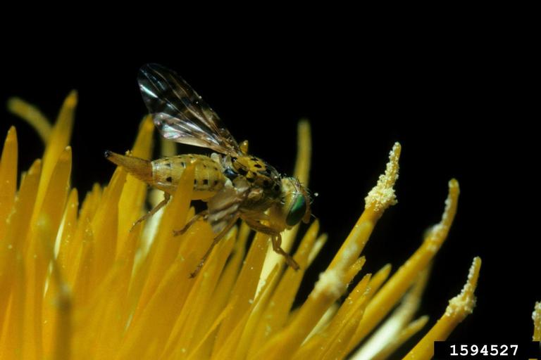 false peacock fly (Chaetorellia succinea (Costa, 1844))
