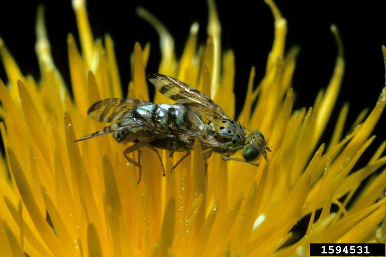 false peacock fly (Chaetorellia succinea (Costa, 1844))