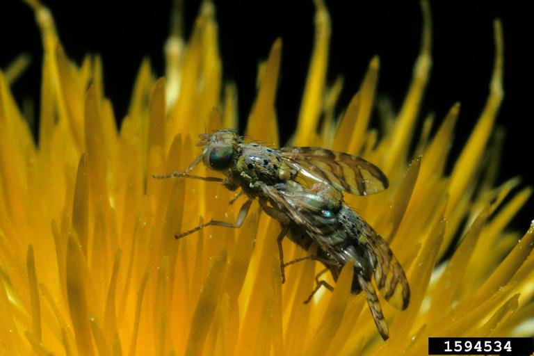 false peacock fly (Chaetorellia succinea (Costa, 1844))
