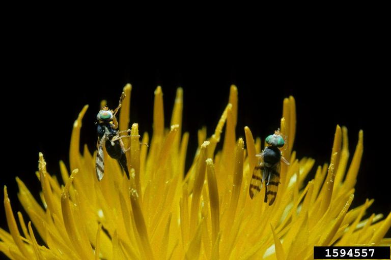 yellow star thistle gall fly (Urophora sirunaseva (Hering, 1938))