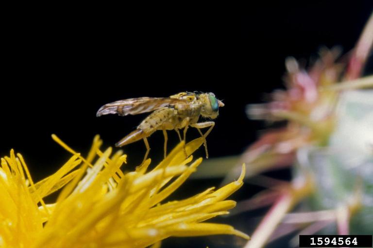 false peacock fly (Chaetorellia succinea (Costa, 1844))