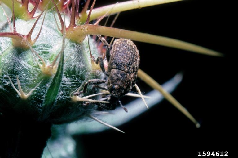 yellow starthistle flower weevil (Larinus curtus Hochhut, 1851)