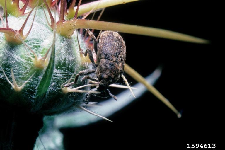 yellow starthistle flower weevil (Larinus curtus Hochhut, 1851)