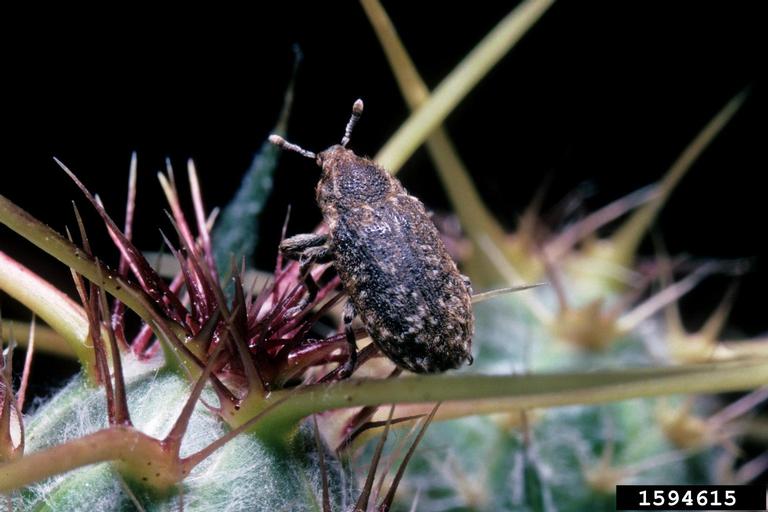 yellow starthistle flower weevil (Larinus curtus Hochhut, 1851)