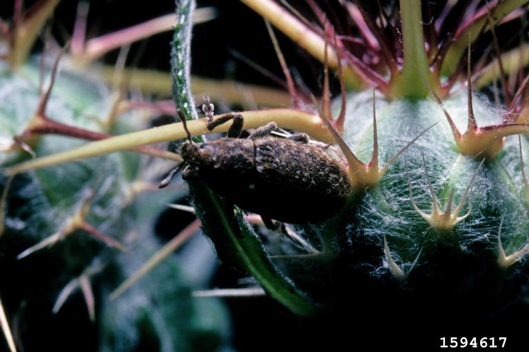 yellow starthistle flower weevil (Larinus curtus)