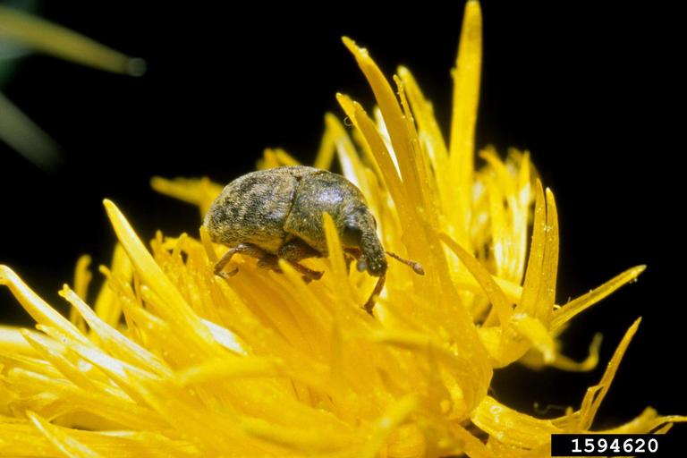 yellow starthistle flower weevil (Larinus curtus Hochhut, 1851)