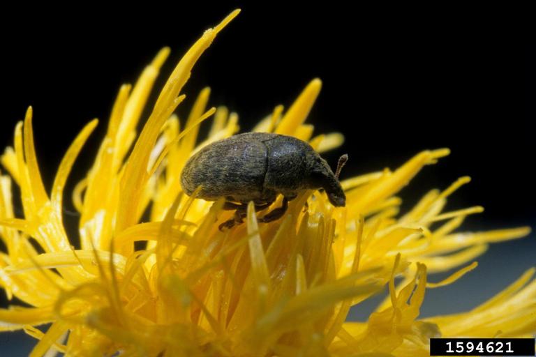 yellow starthistle flower weevil (Larinus curtus Hochhut, 1851)