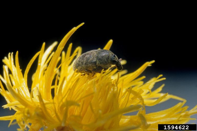 yellow starthistle flower weevil (Larinus curtus Hochhut, 1851)