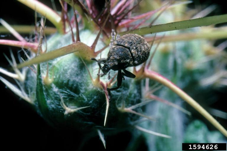 yellow starthistle flower weevil (Larinus curtus)