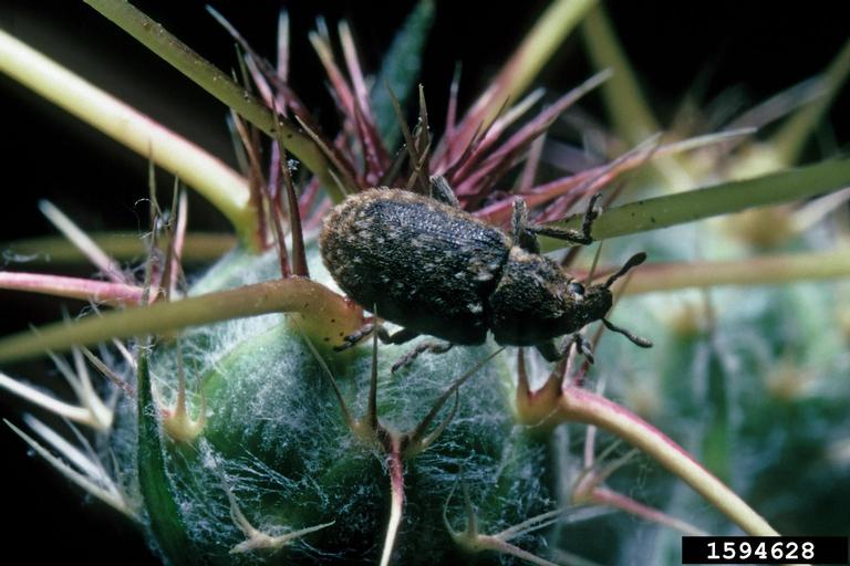yellow starthistle flower weevil (Larinus curtus Hochhut, 1851)