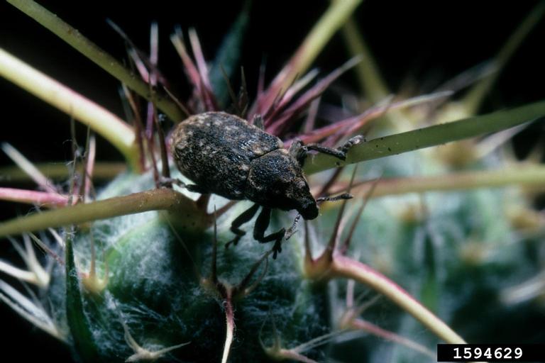 yellow starthistle flower weevil (Larinus curtus)