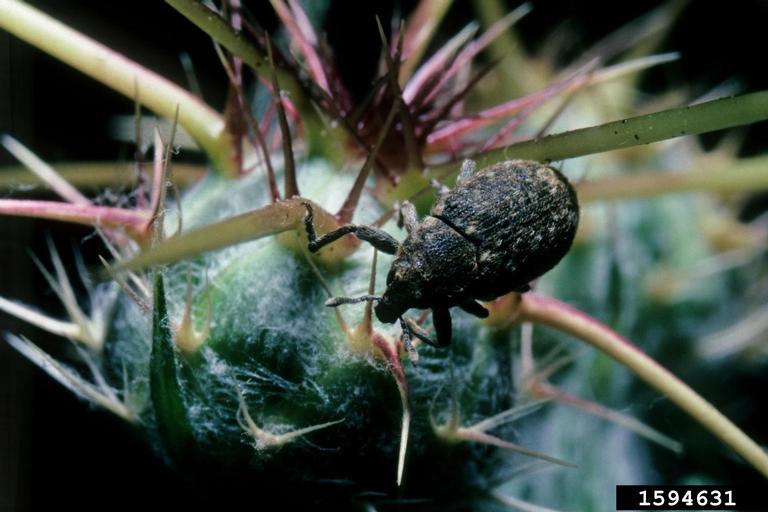 yellow starthistle flower weevil (Larinus curtus Hochhut, 1851)