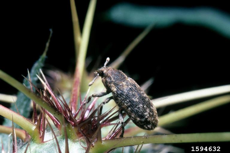 yellow starthistle flower weevil (Larinus curtus Hochhut, 1851)