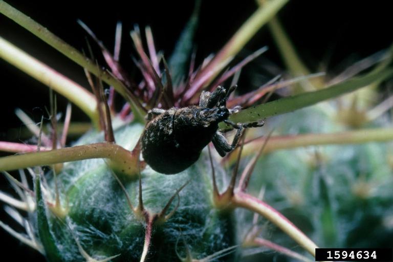 yellow starthistle flower weevil (Larinus curtus Hochhut, 1851)