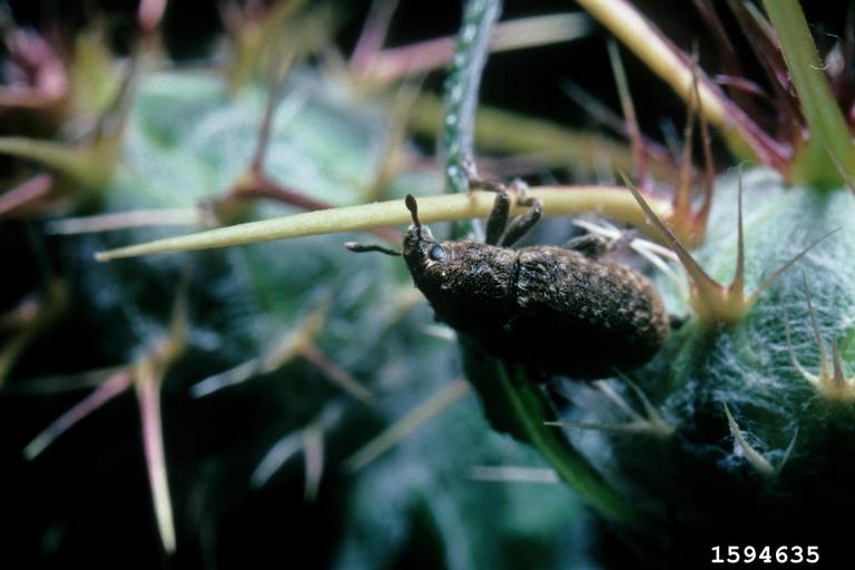 yellow starthistle flower weevil (Larinus curtus Hochhut, 1851)